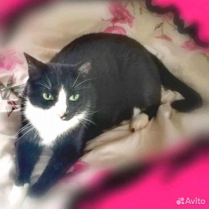 Котик осиротел. Ищет дом