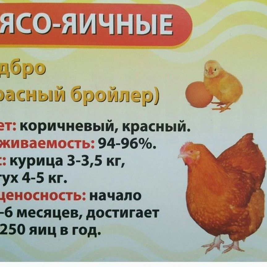Цыплята мясо яичных пород