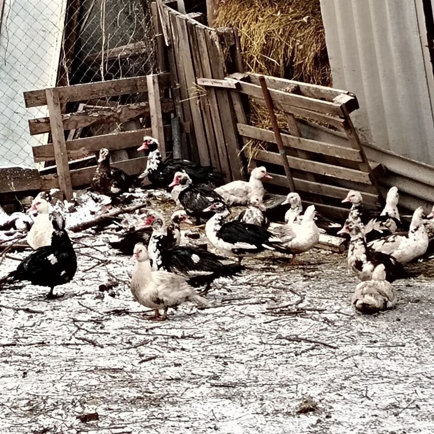 Мускусные утки