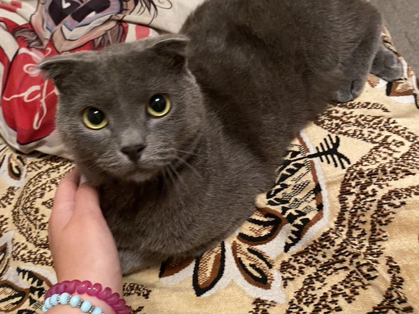 Британский вислоухий кот