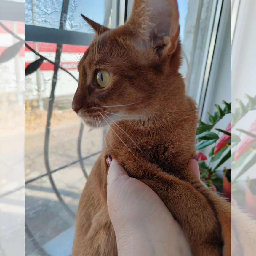 Абиссинская кошка