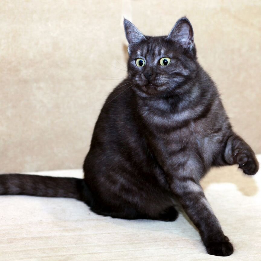 Кошка окраса "чёрный дым " в добрые руки