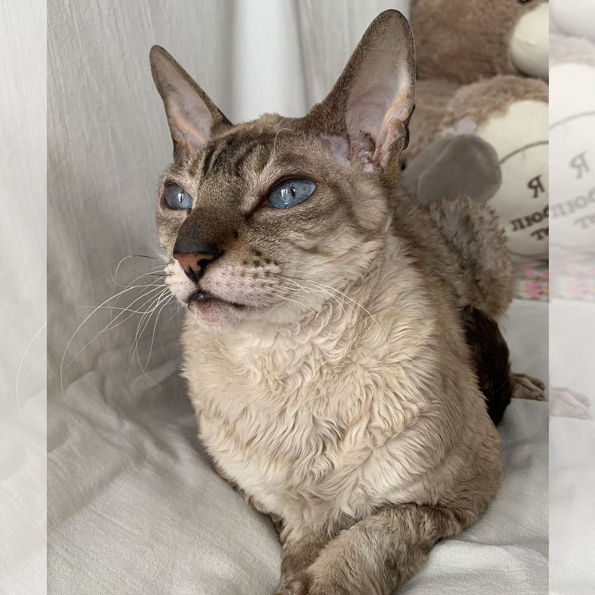 Отдам в добрые руки