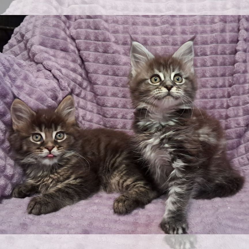 Мейн-кун котёнок