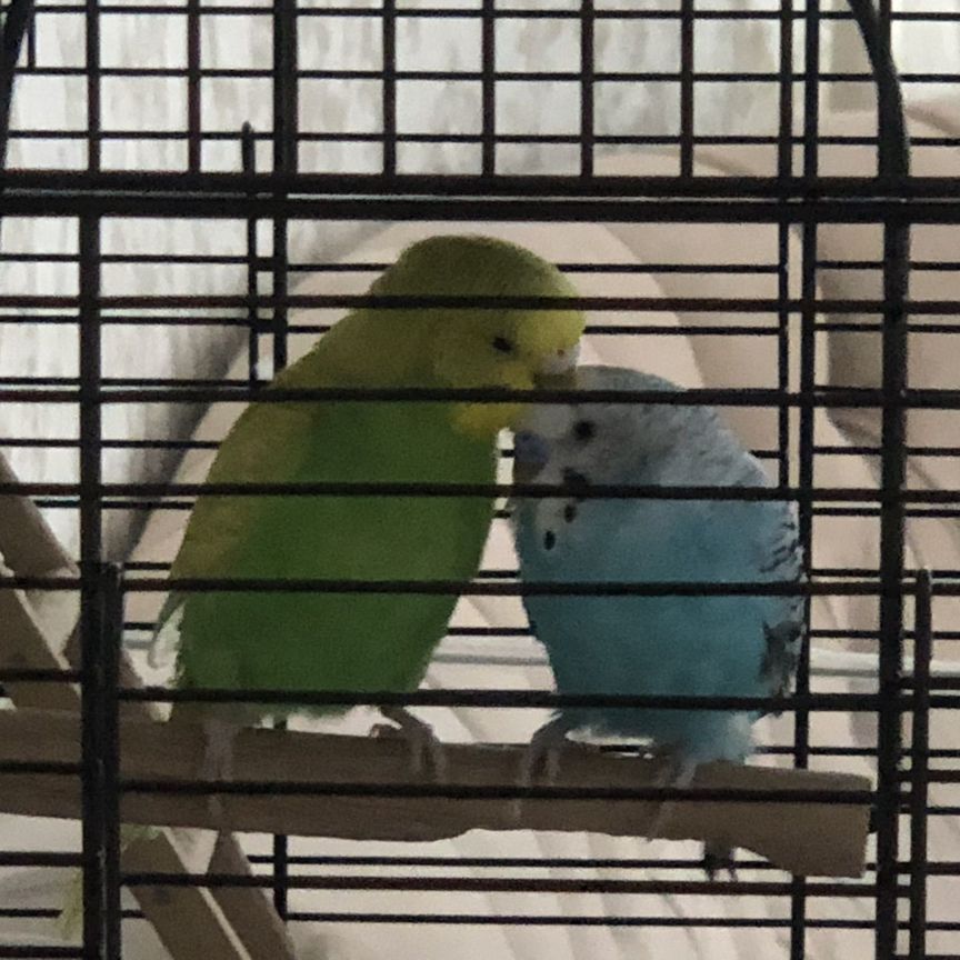 Волнистый попугай с клеткой