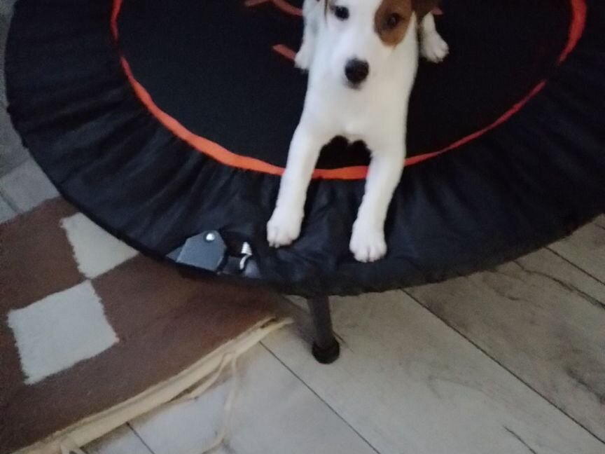 Щенок от Джек Рассел