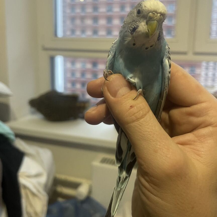 Попугай волнистый ручной девочка
