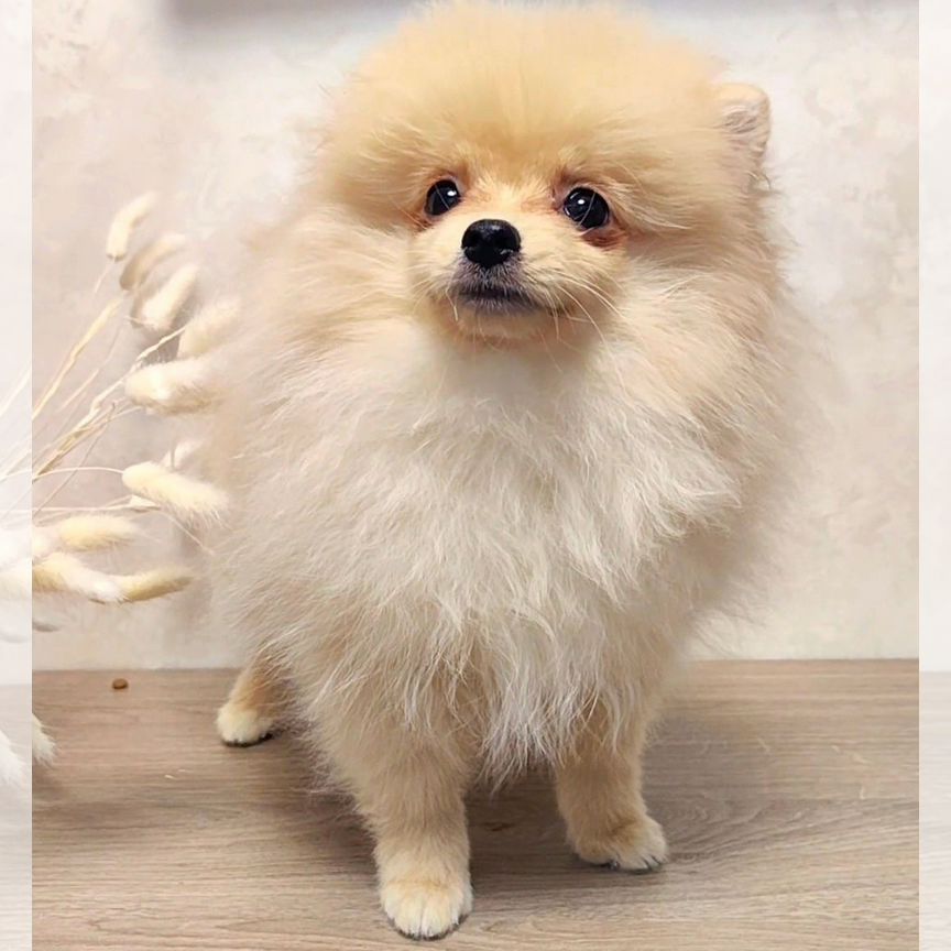 Померанский шпиц, щенок