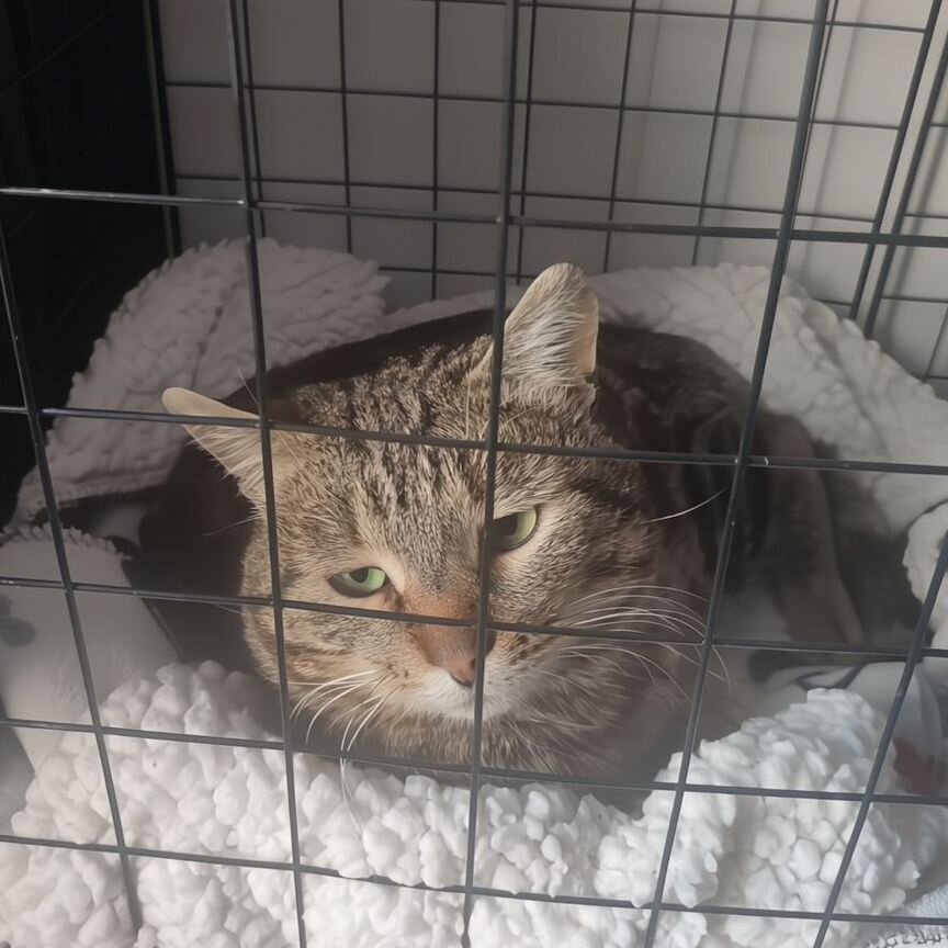 Взрослый кот в добрые руки