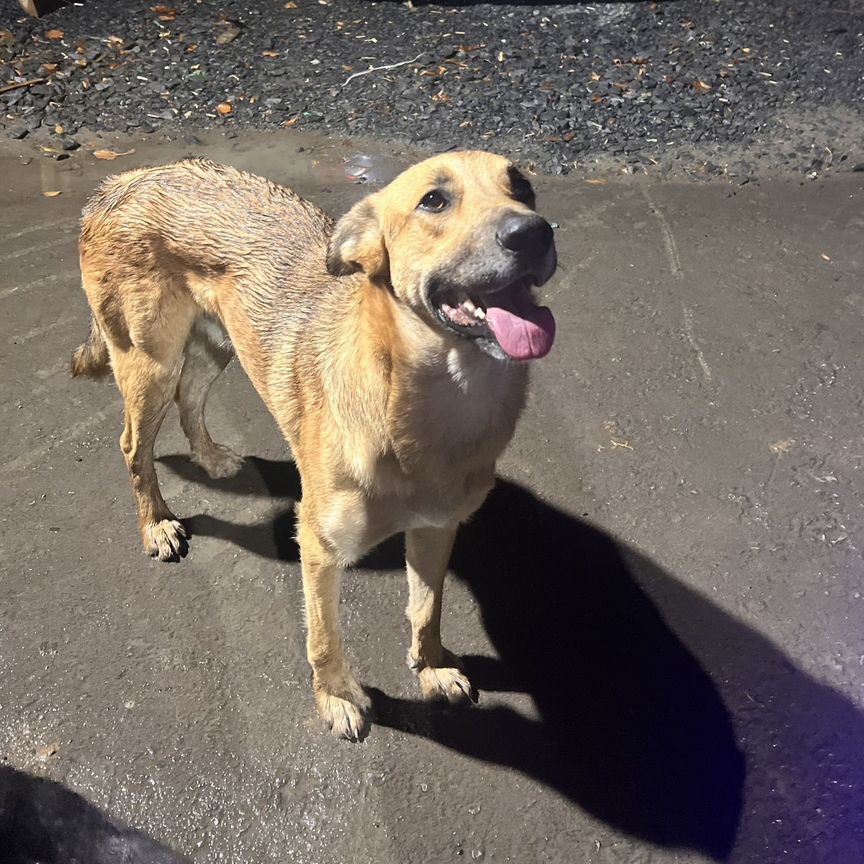 Собака в добрые руки