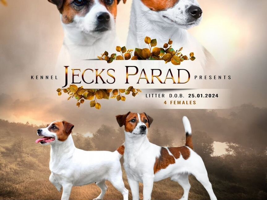 Щенки джек Рассел терьер