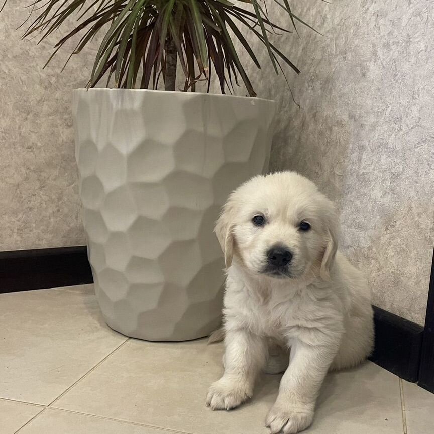 Щенки золотистого ретривера