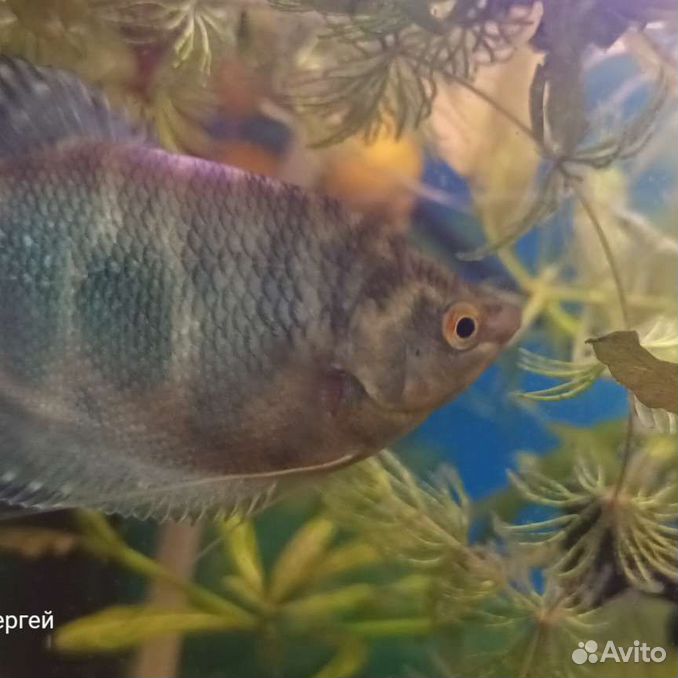 Гурами мраморный самец