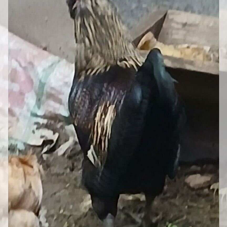 Петухи