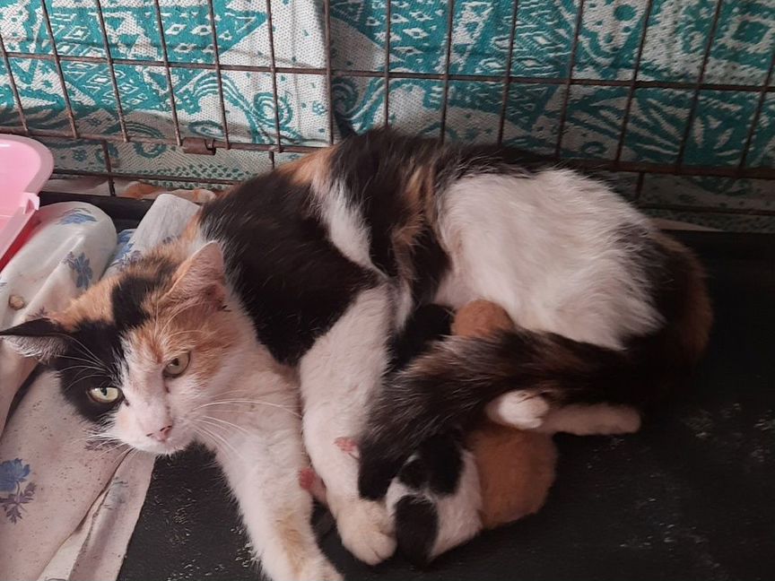 Котосемье нужен временный дом