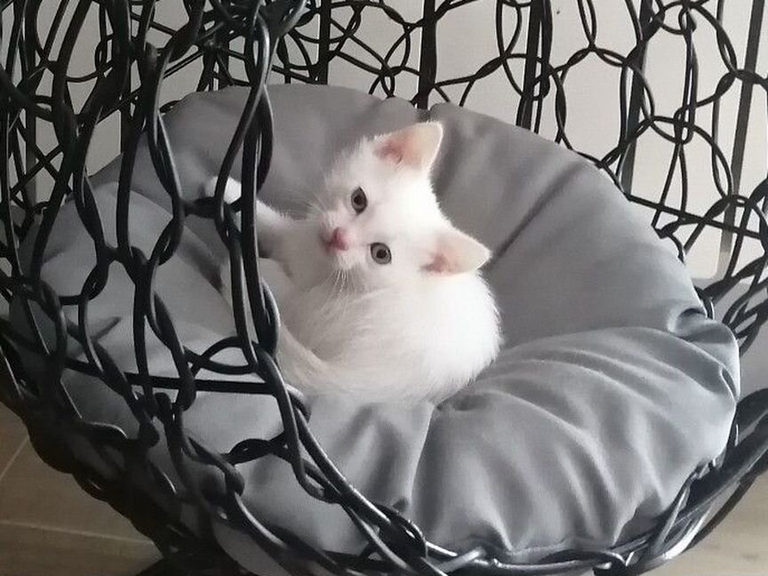 Котенок 2 месяца