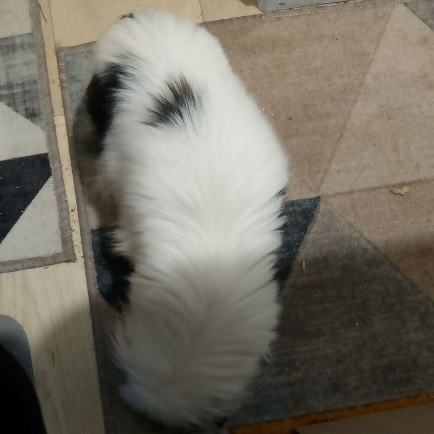 Японский хин, взрослая собака