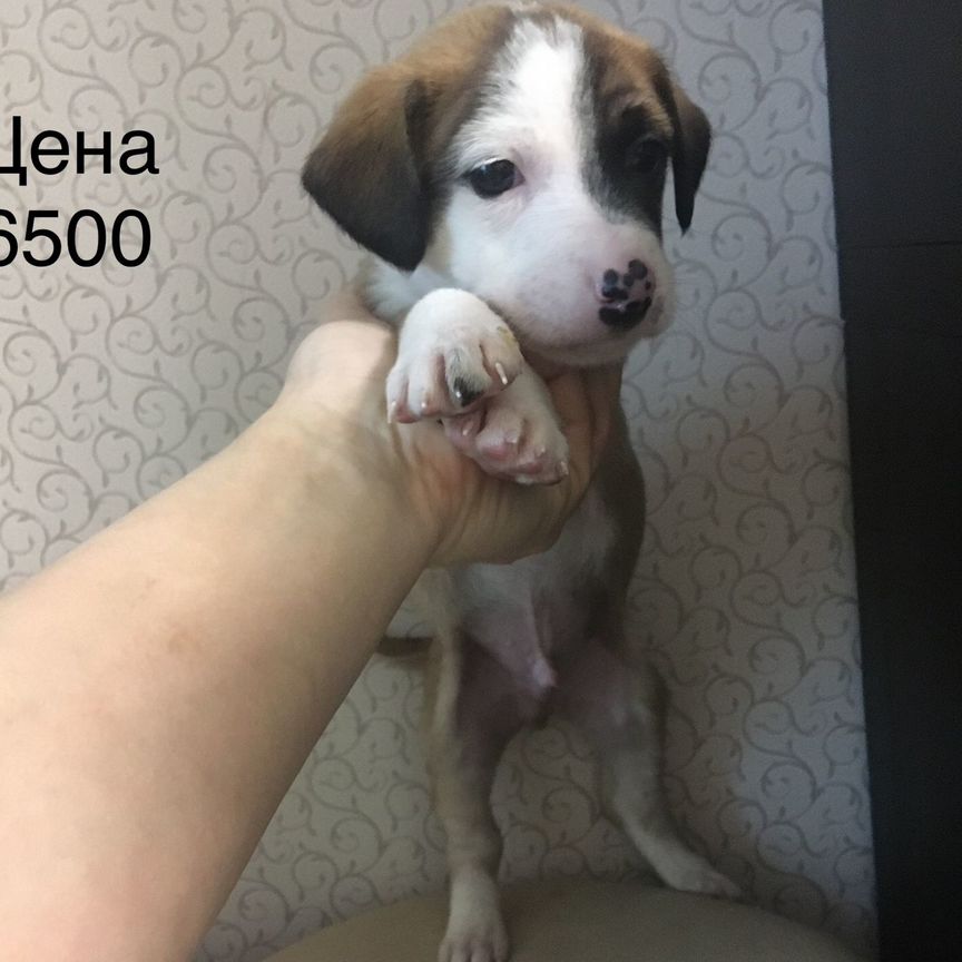 Джек-рассел-терьер, щенок