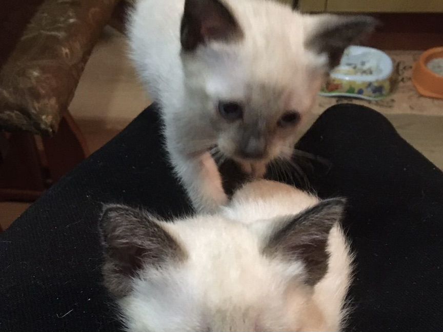 Тайские бобтейл