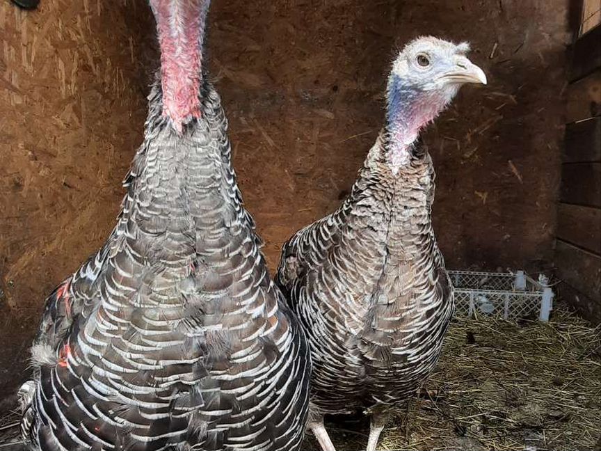 Индюшки северокавказская бронза