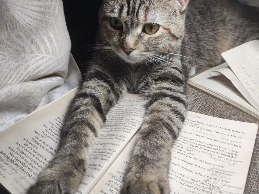 Котёнок подросток