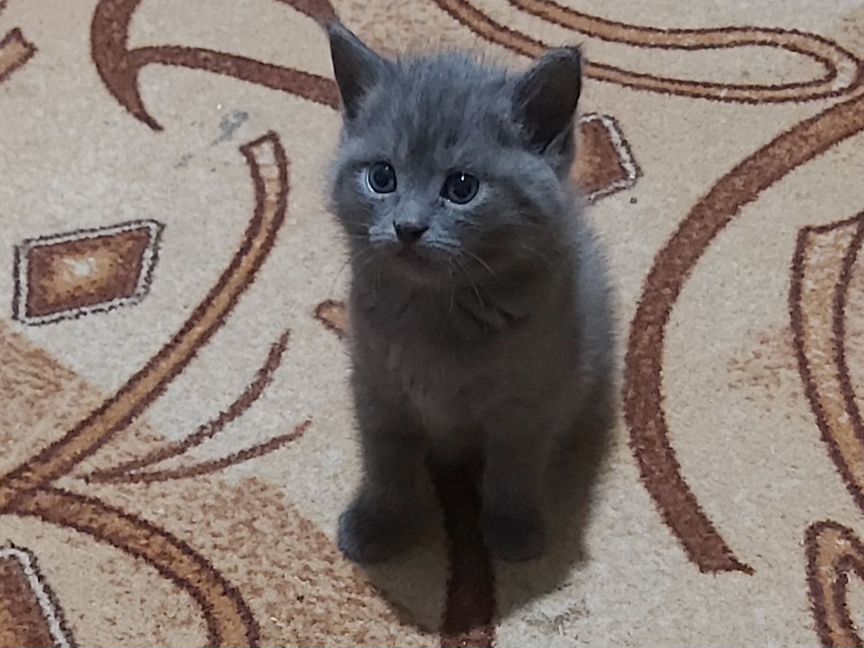 Шотландские котята