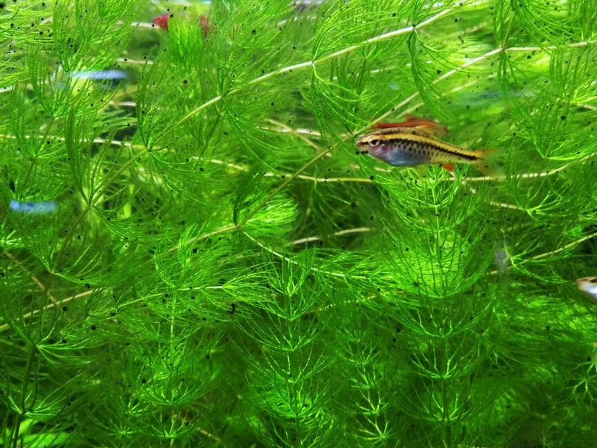 Прополка аквариума