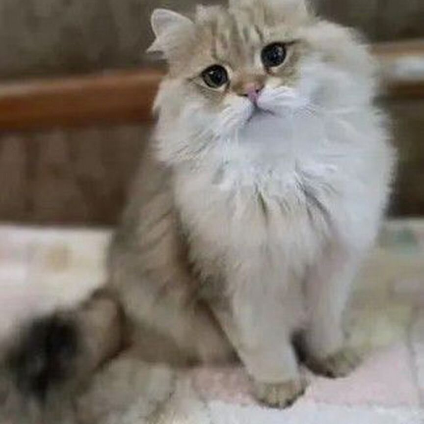 Длинношерстный золотой парень