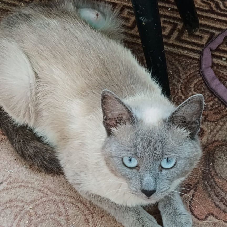 Кошка в добрые руки