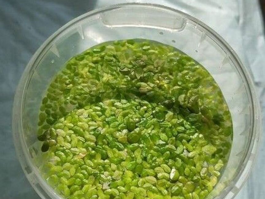 Ряска малая / lemna minor