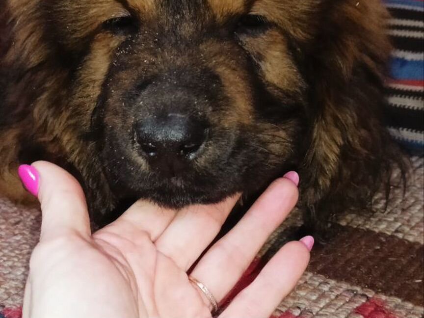 Мастиф мальчишки