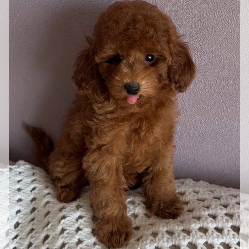 Пудель, щенок