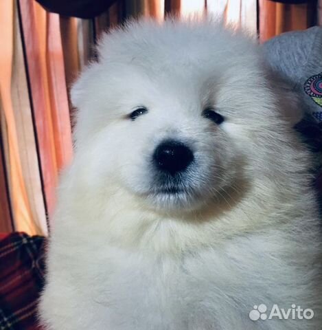 Очаровательные мишутки