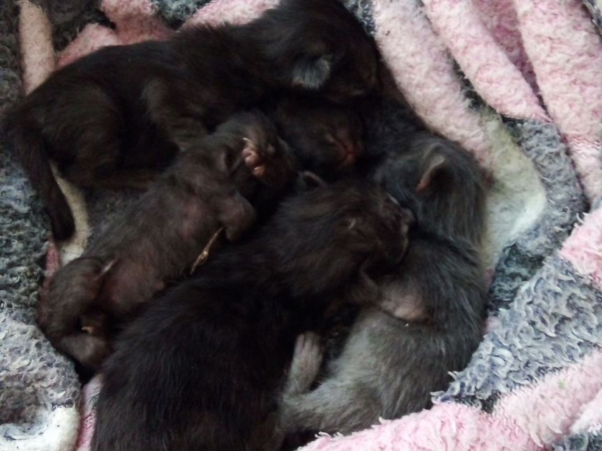 Котята в добрые руки мальчики и девочки