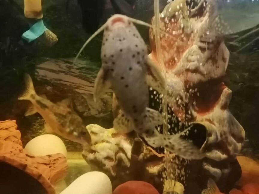 Сомики крапчатые