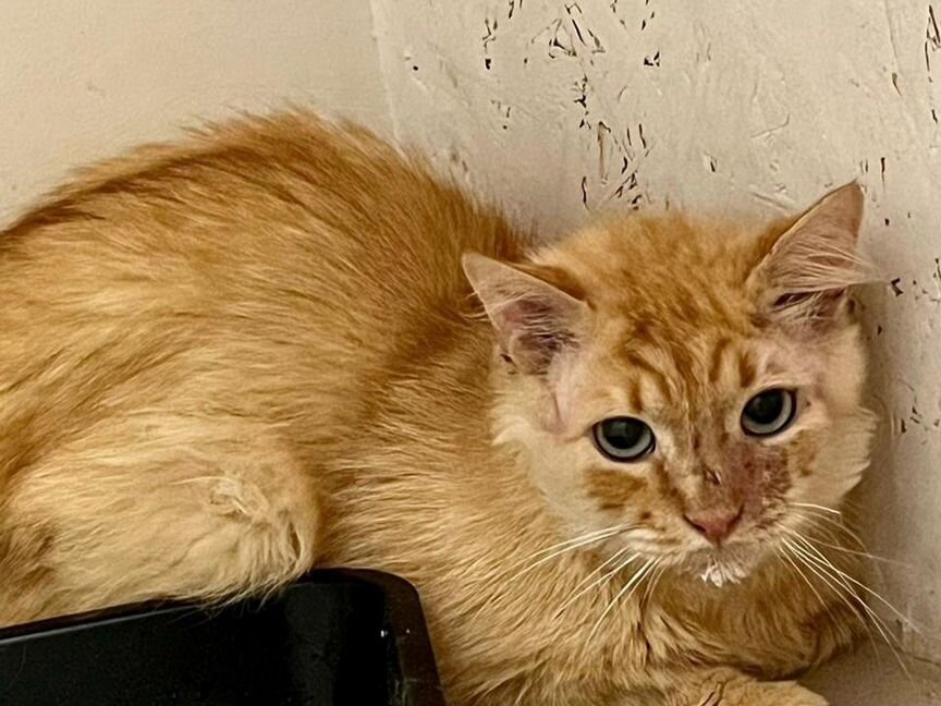 Особенный кот Рыжик в добрые руки