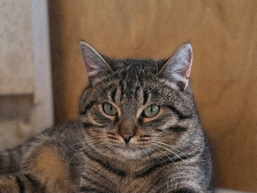 Мотя ищет добрые руки и дом