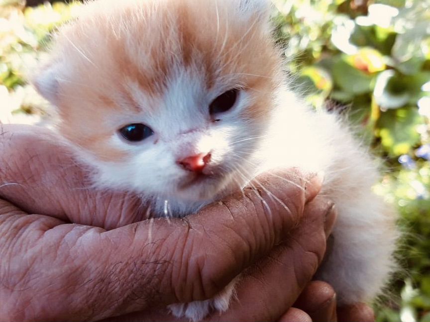 Малышка Пуговка ищет дом