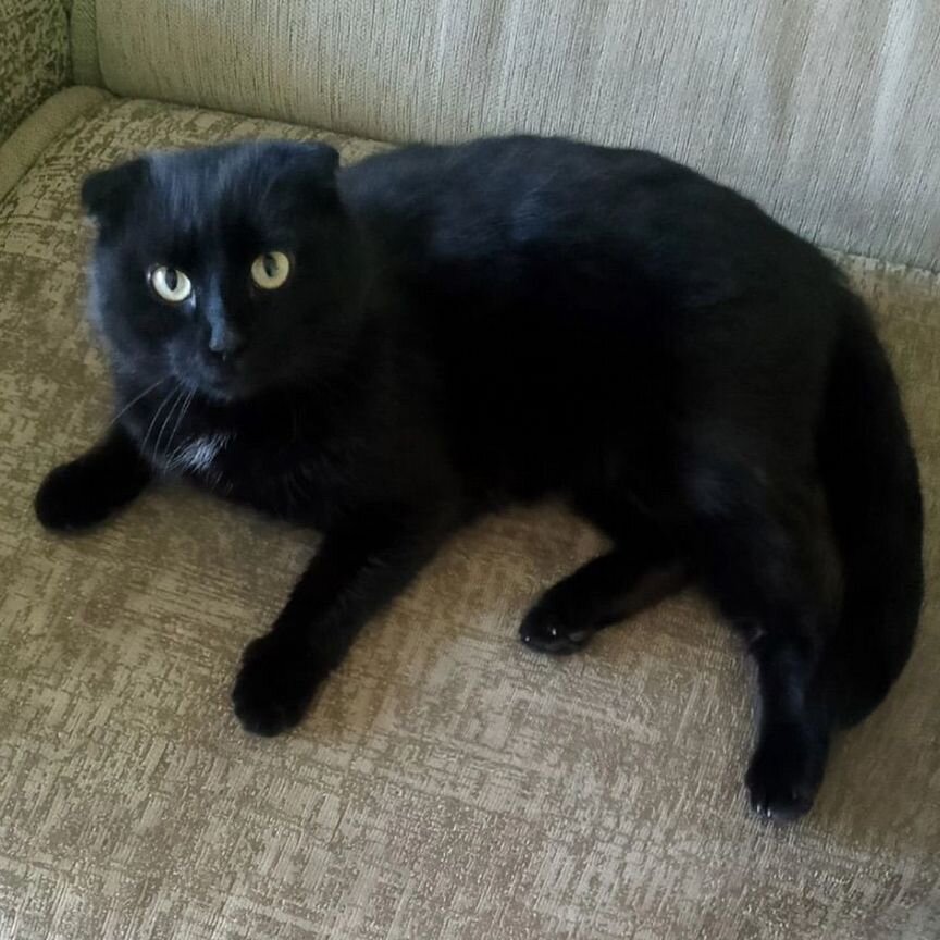 Взрослый кот в добрые руки