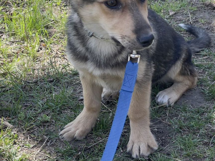 Собачка Люся ищет дом