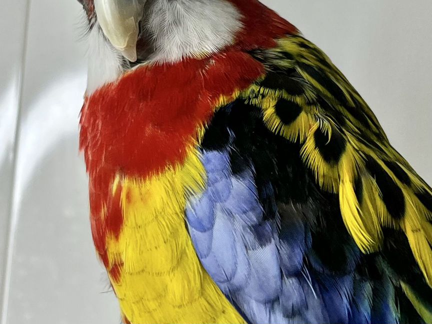 Попугай Розелла пёстрая