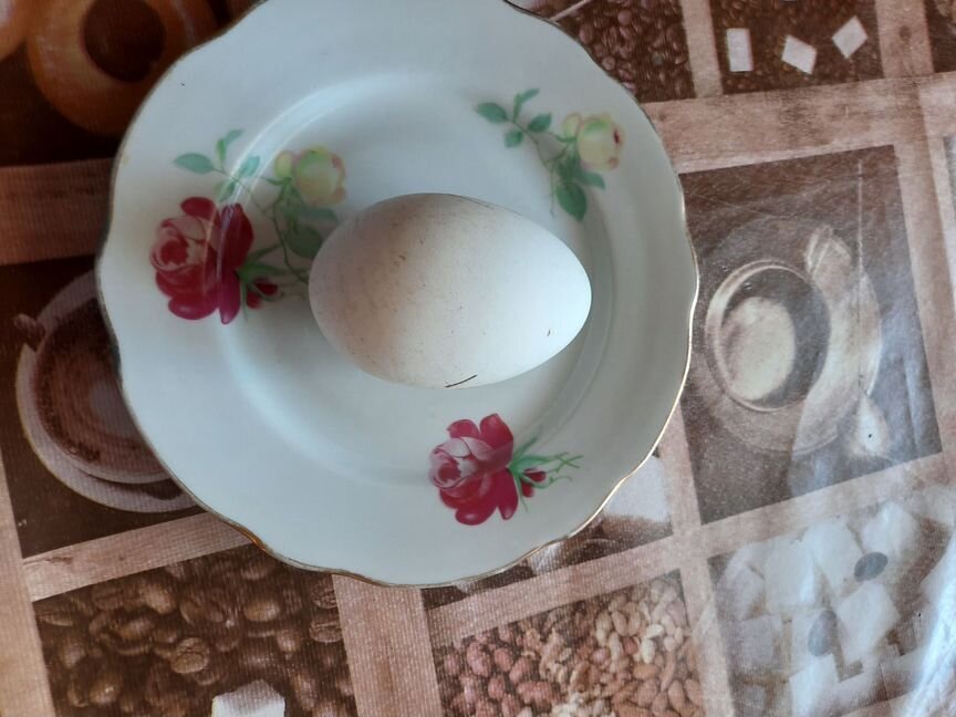 Утиные и гусиное яйцо на инкубацию