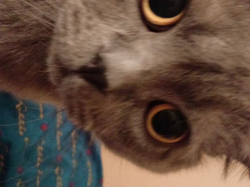 Нашёл кота, милый и ласковый. Ищет хозяина