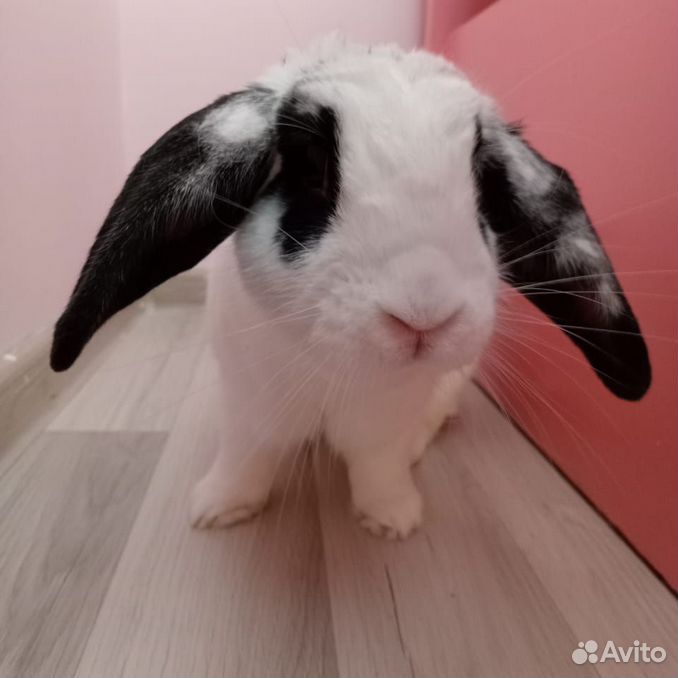 Кролик вислоухий