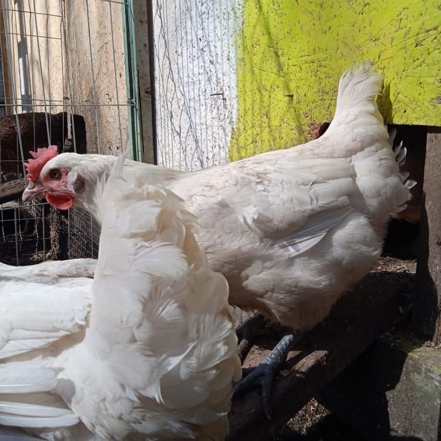 Куры породы Бресс гальская