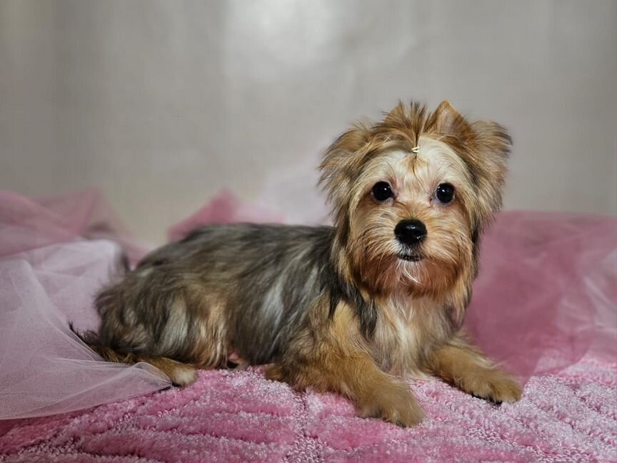 Ласковая йорочка блюмерле