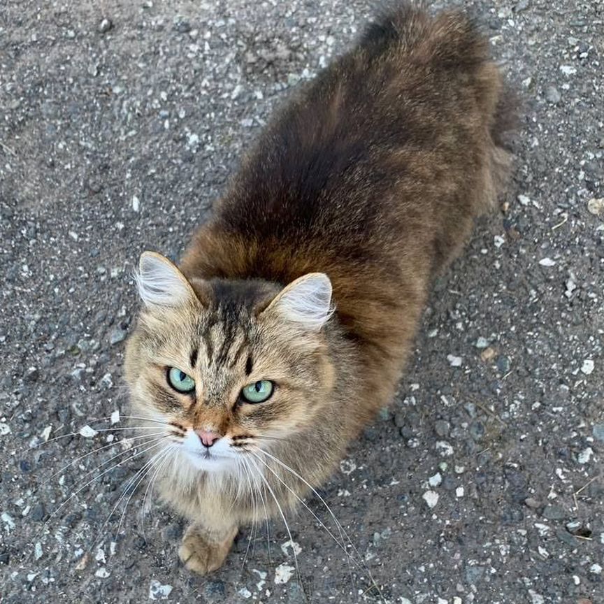Кошечка в добрые руки