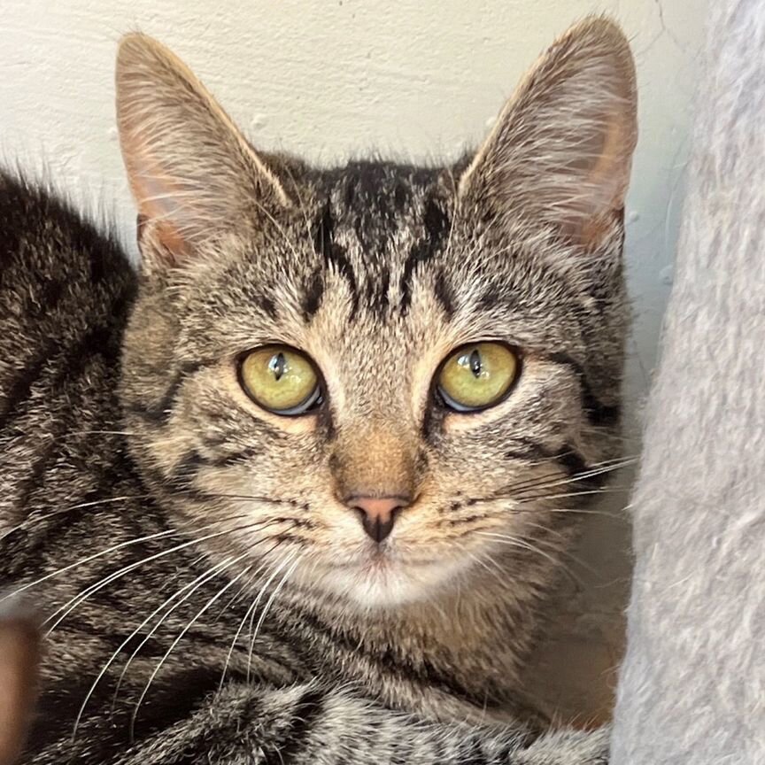 Котенок мальчик 4,5 месяца