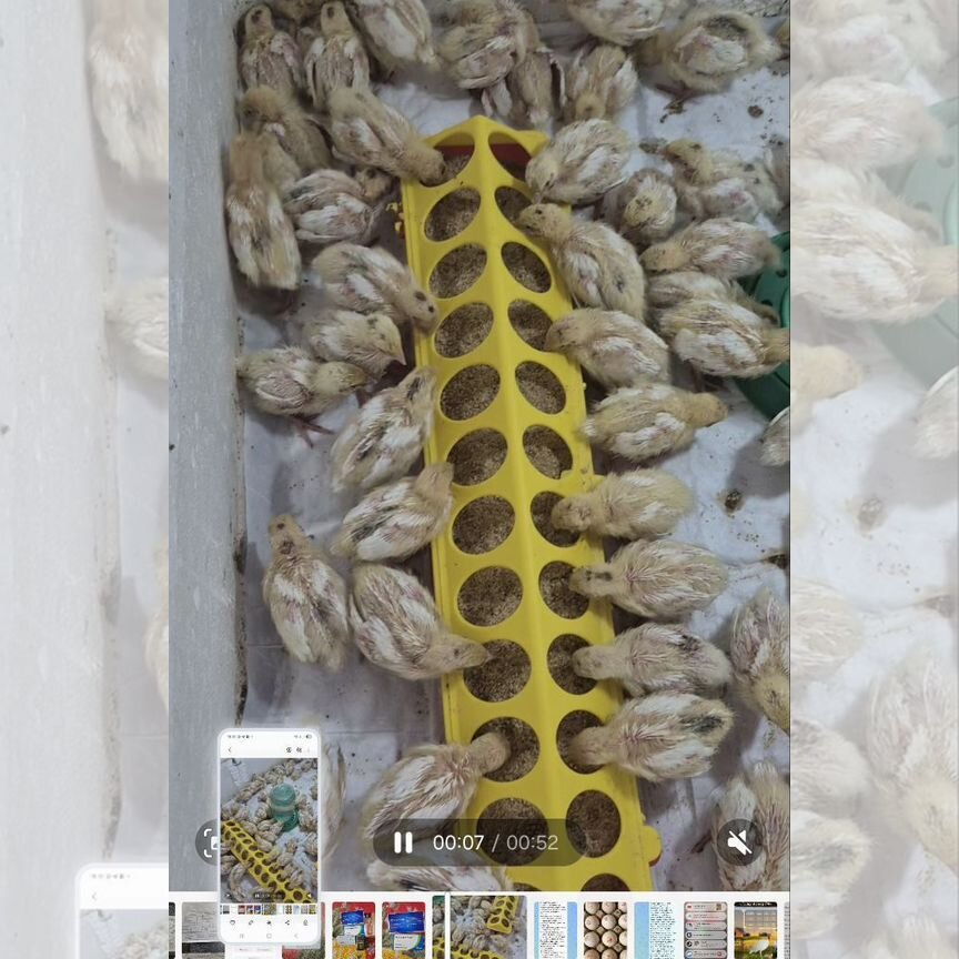 Перепелята 8 дней Дмитриевские к продаже 60 р