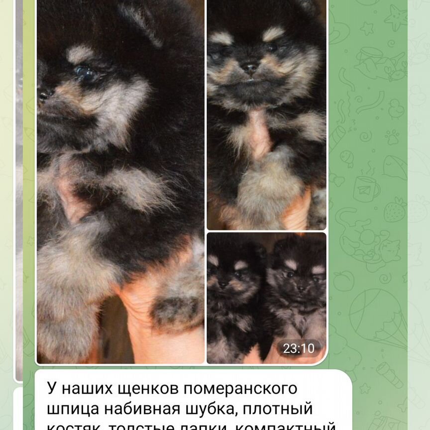 Продажа щенков шпица